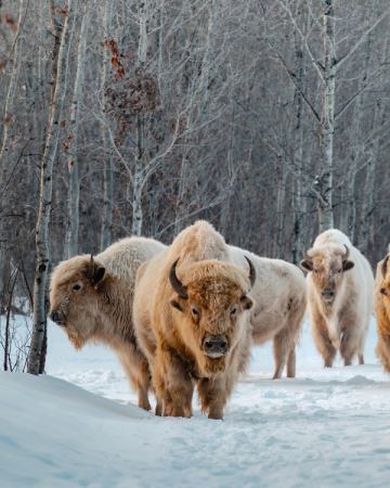 Wildlife Viewing | Canada's Alberta