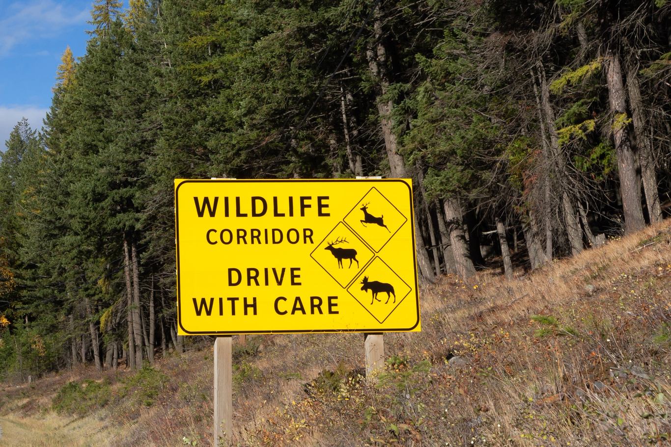 Four Ways to Keep Wildlife Safe While Visiting Alberta | Canada's Alberta