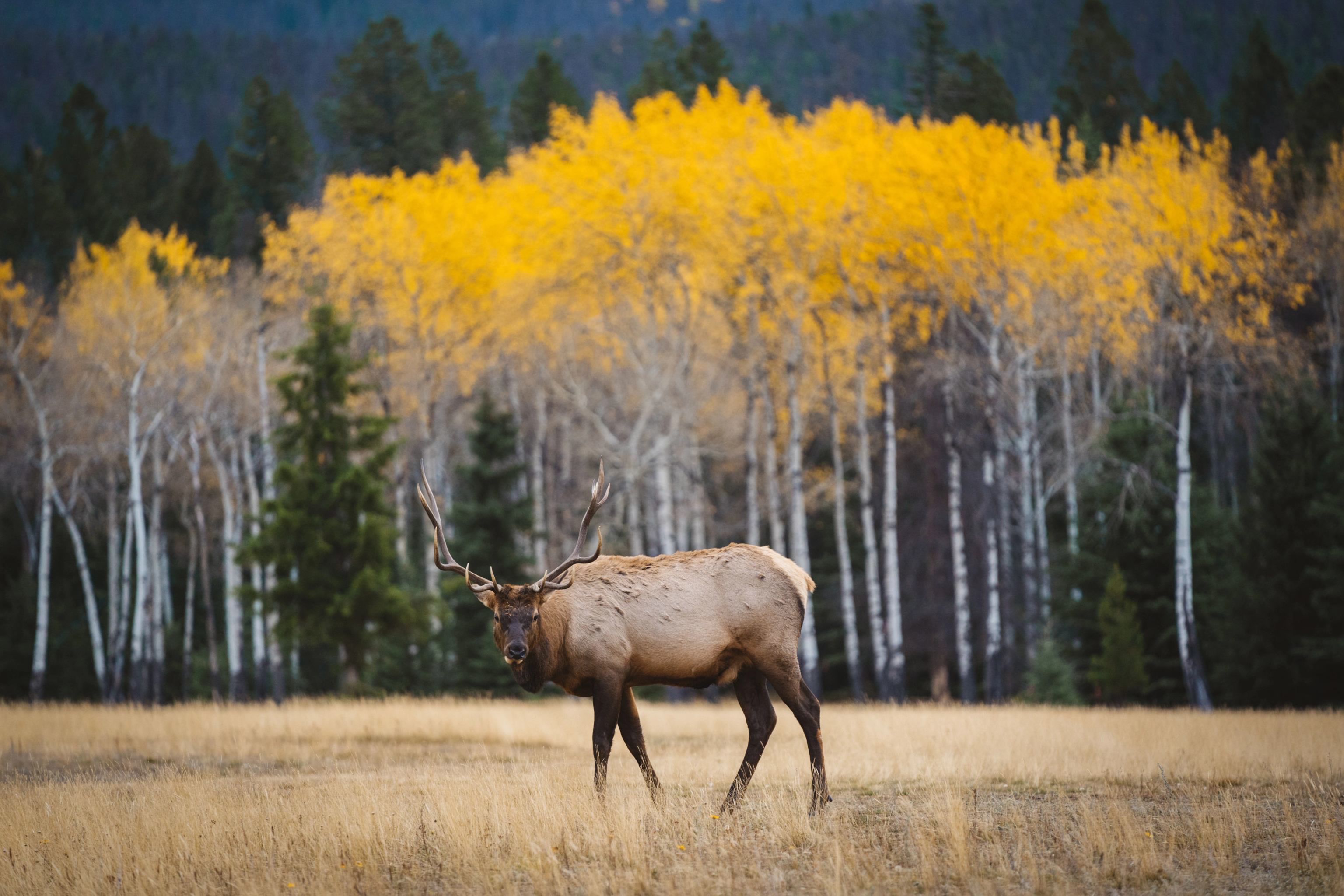 Fall Experiences | Alberta Canada