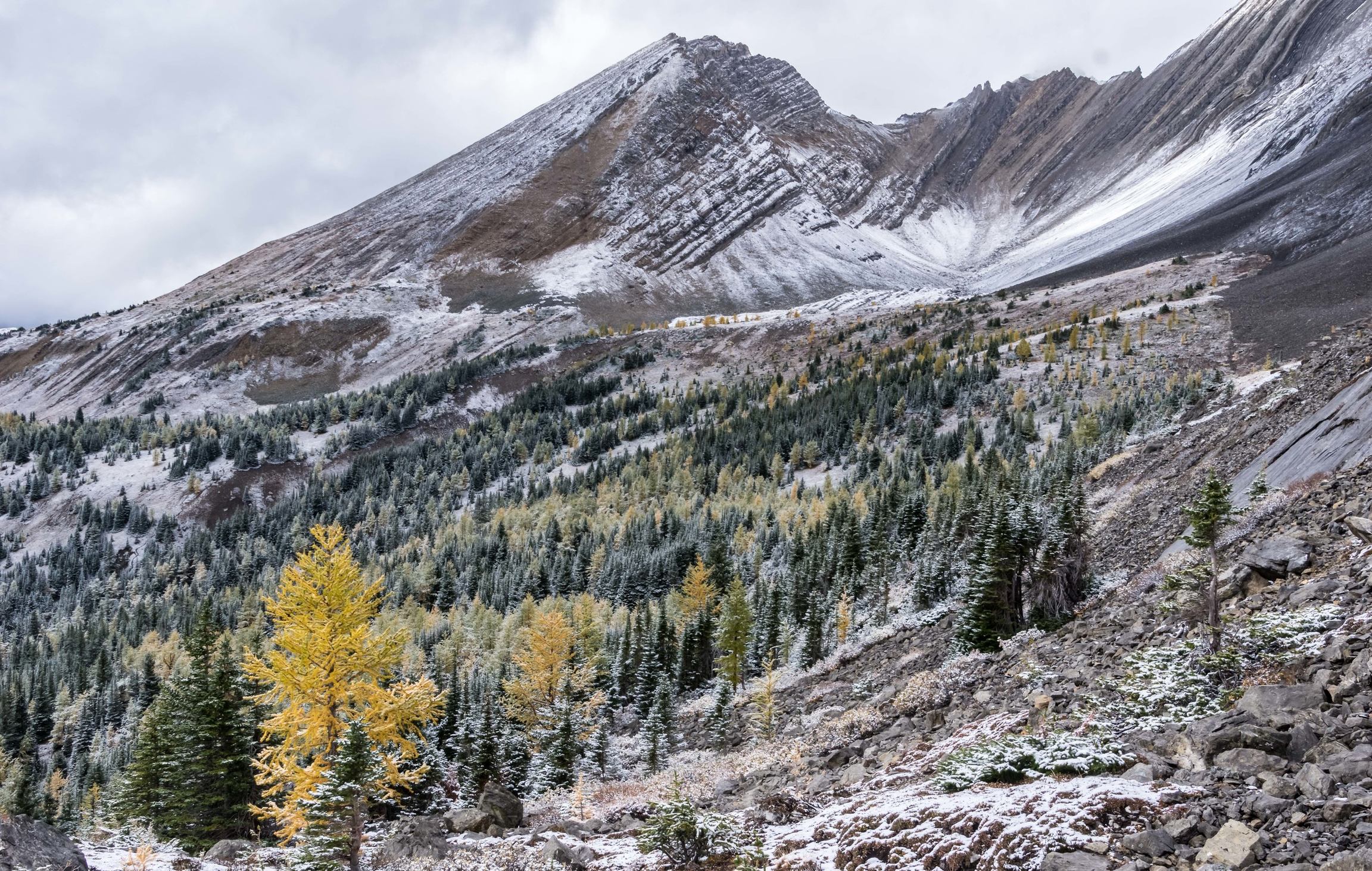 Where to Find Golden Larch Trees in the Canadian Rockies | Canada's Alberta