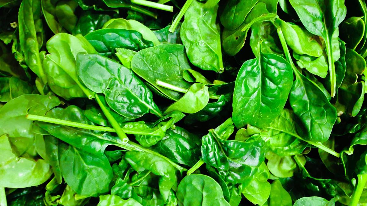 Baby Leaf Program | The Bud Group