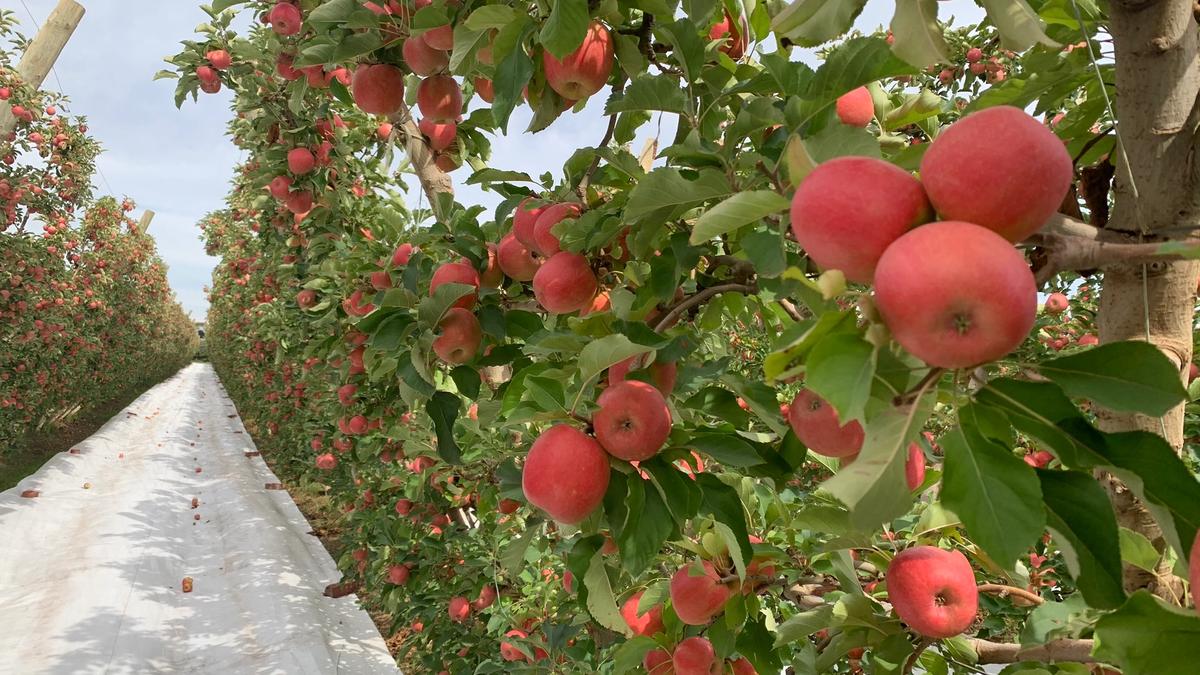 Pink Lady apples - Improved colour, size, firmness and uniform maturity ...