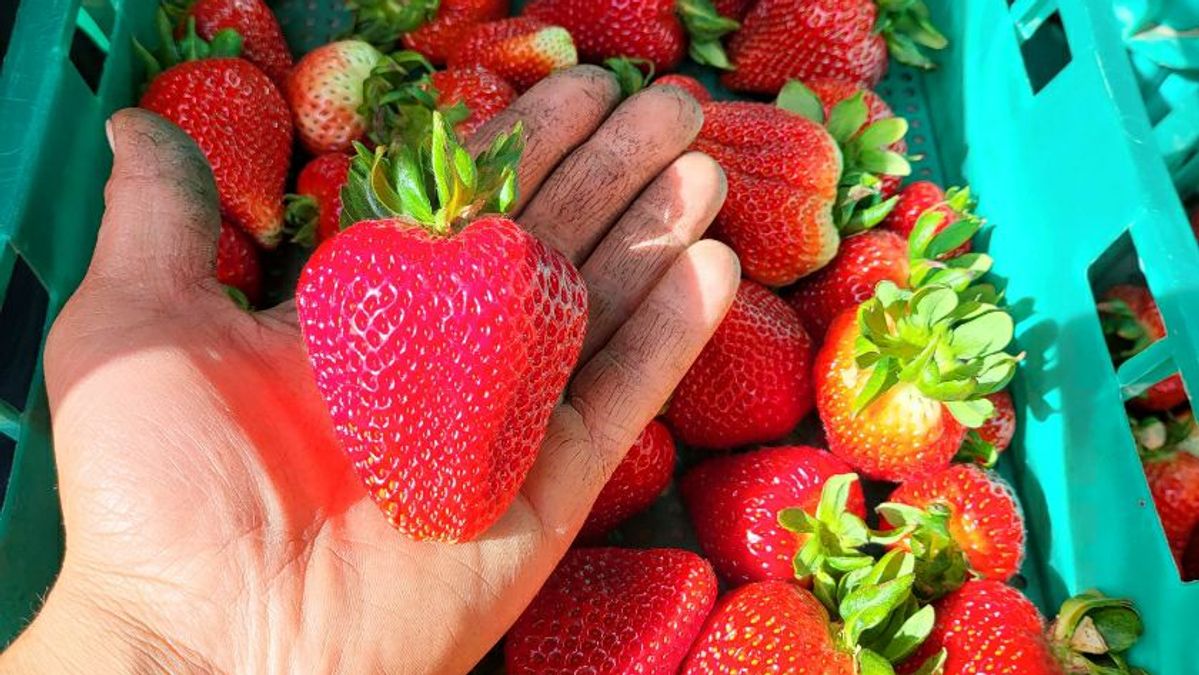 Strawberry Program | The Bud Group