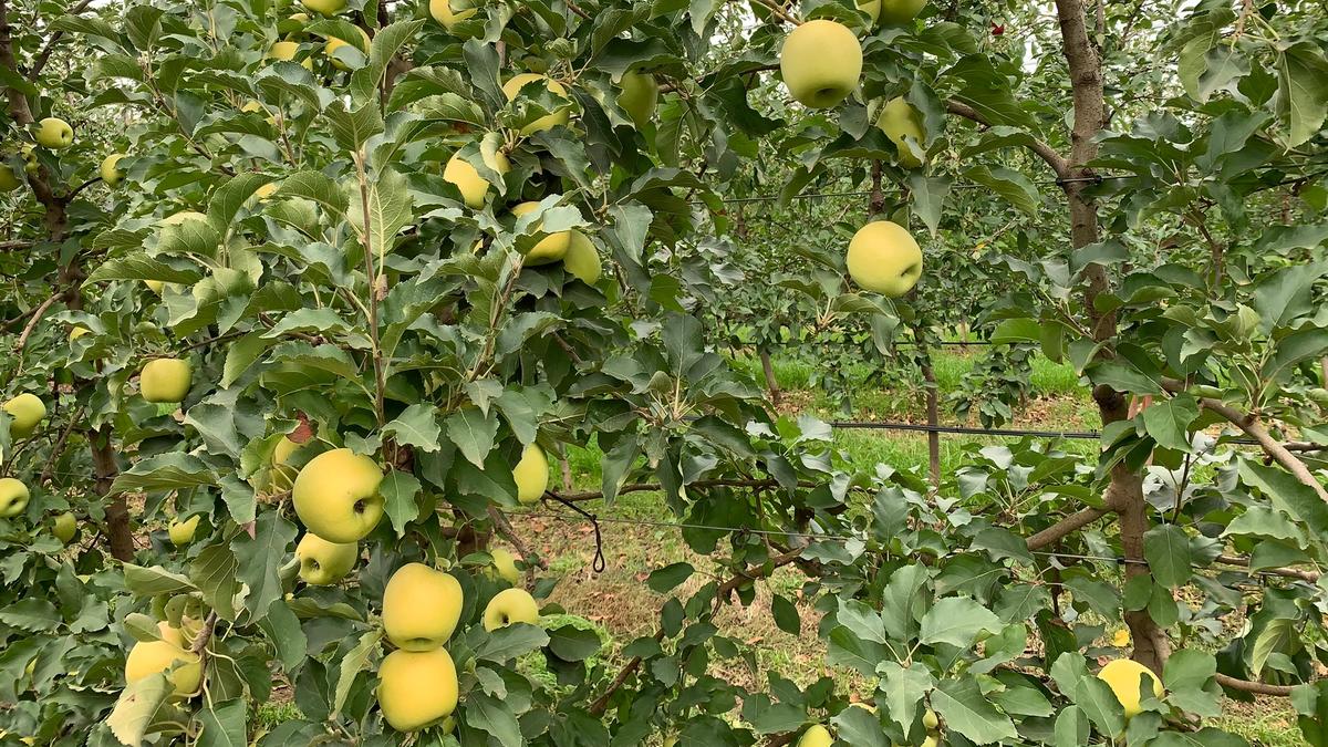 Golden Ava apples - Precision ripening for uniform maturity and ...