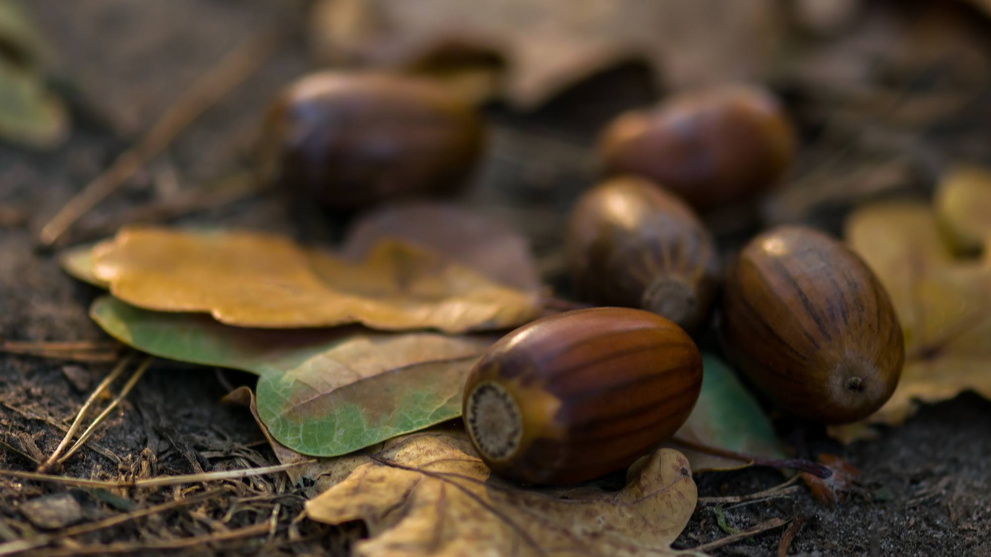 From Dead Seeds Come Fruitful Trees | Modern Reformation