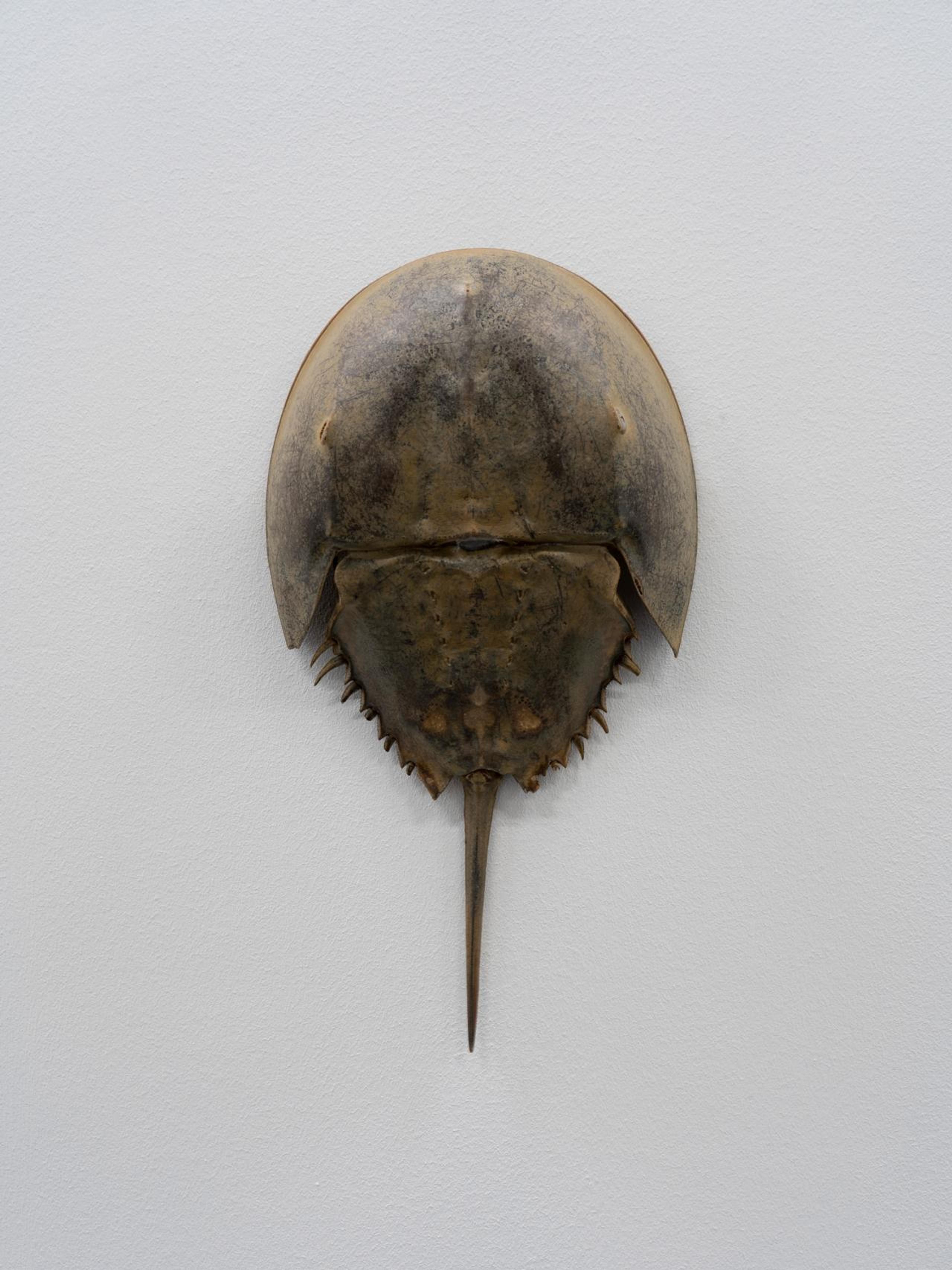 Rolling the Mudball: Will Benedict | Spike Art Magazine