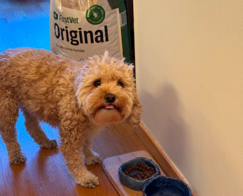 FirstVet Original Lamm - bra hundmat för alla vuxna hundar - FirstVet