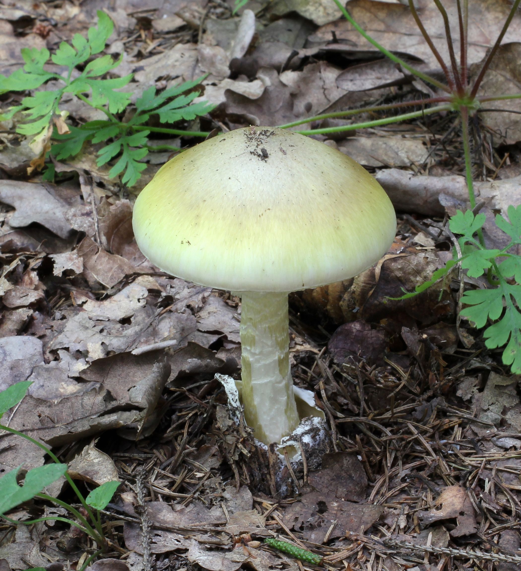 California Health Officials Warn Against Wild Mushroom Foraging | The ...