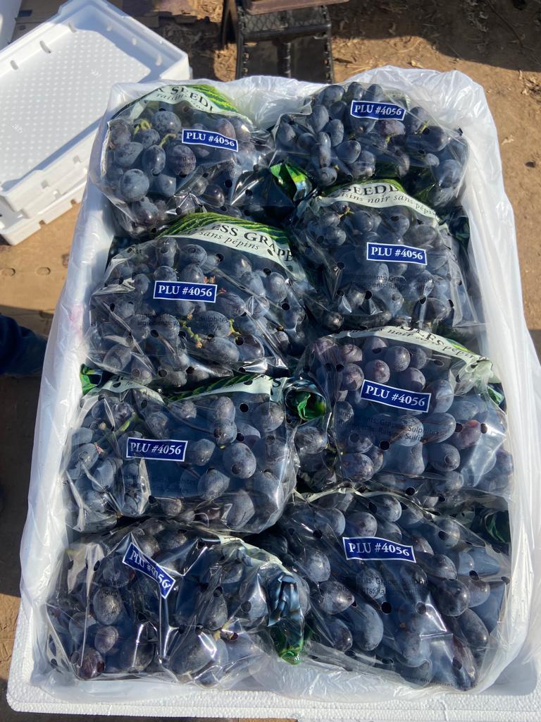 KEI Reports: Alfonso - Autumn Royal - W35-2022