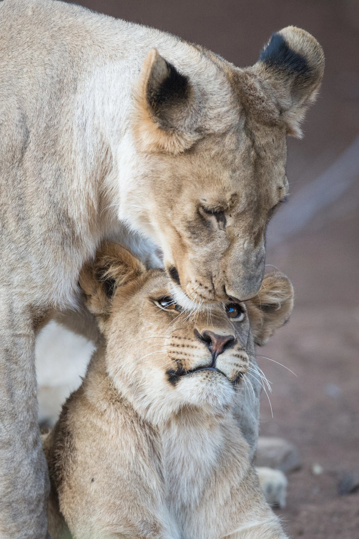 Discover Ongava: A Journey of Discovery and Conservation
