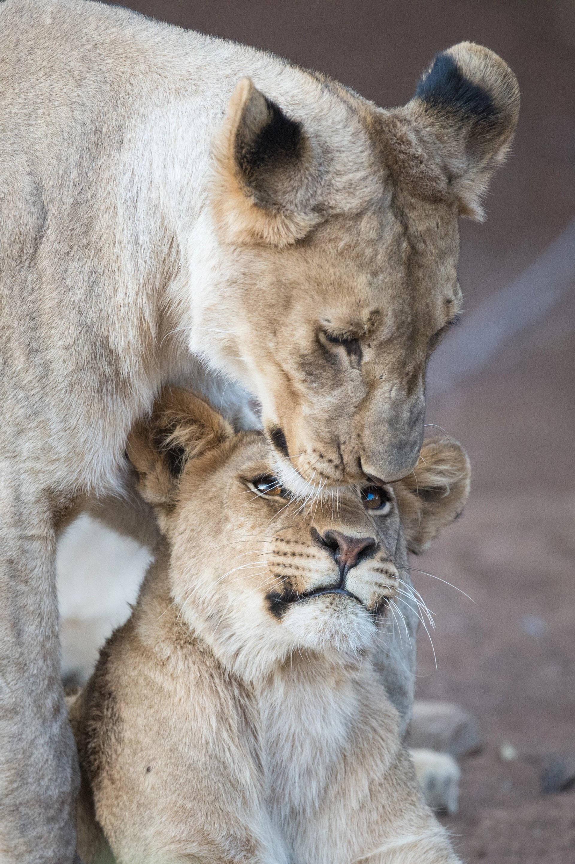 Discover Ongava: A Journey of Discovery and Conservation