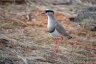 Look up to the Birdlife at Ongava