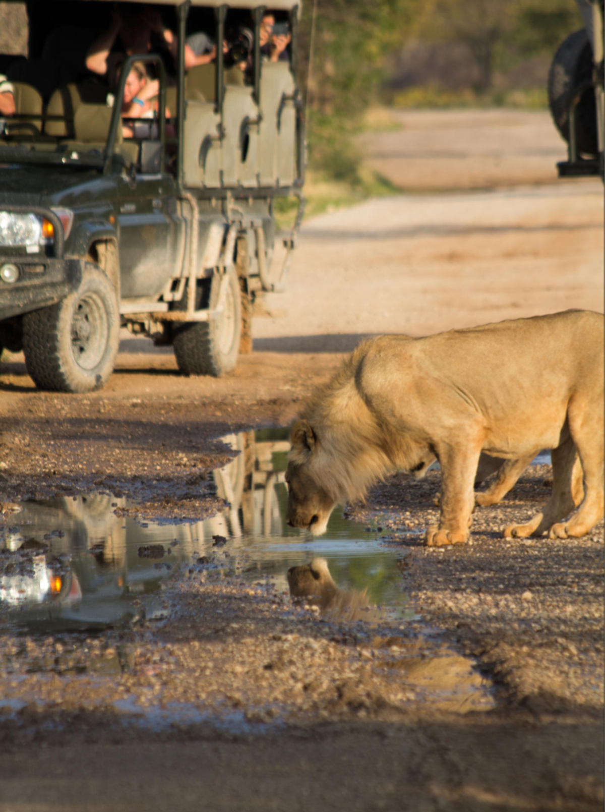 Ongava Safari Experiences: Wildlife Wonders Await