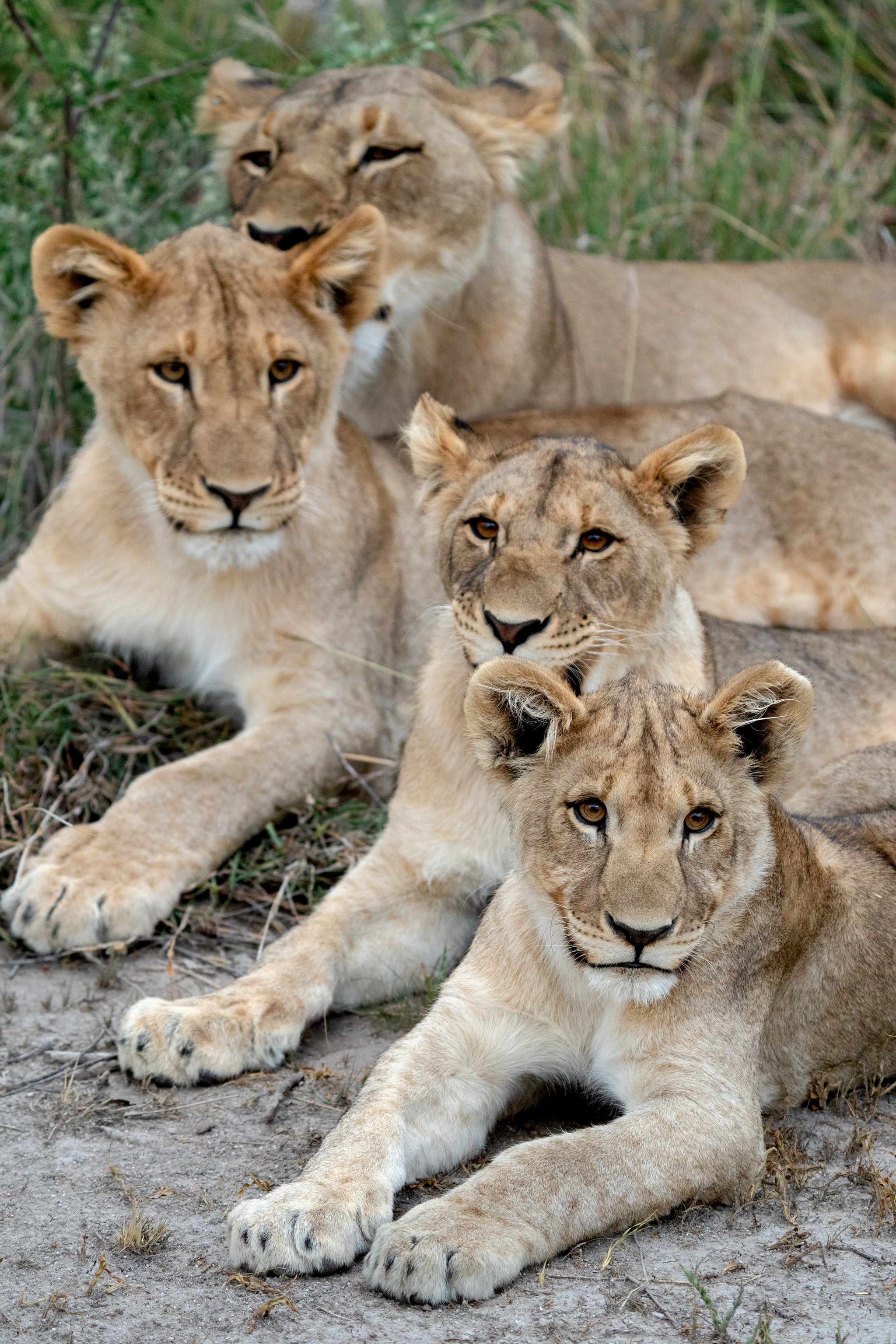 Discover Ongava: A Journey of Discovery and Conservation