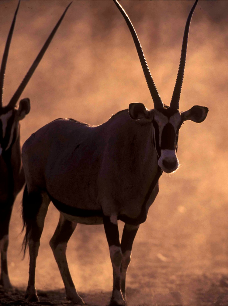 Discover Ongava: A Journey of Discovery and Conservation