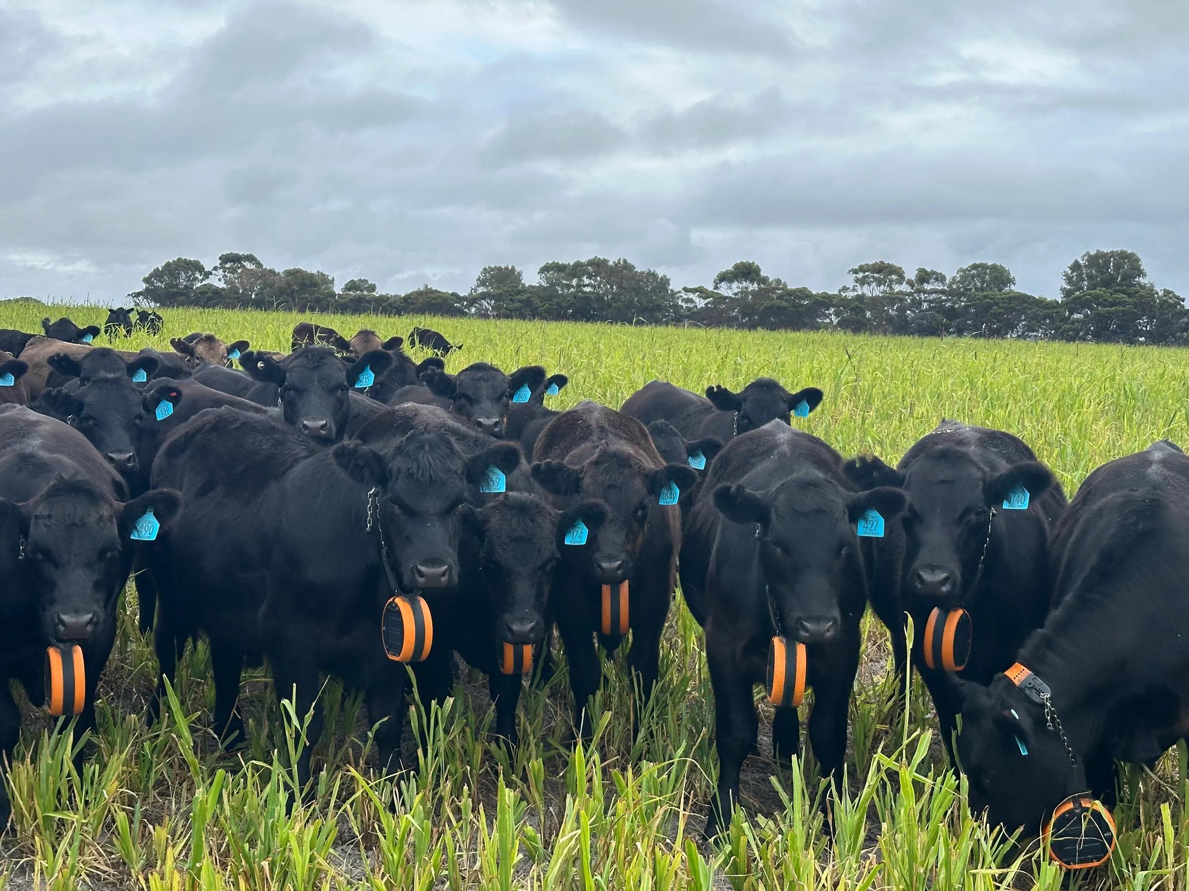 Virtual fencing approved for commercial use in Victoria · eShepherd
