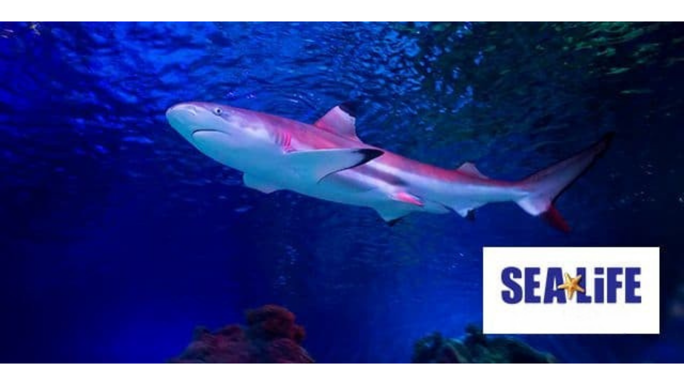 SEA LIFE Centre Discount Code | Blue Light Card