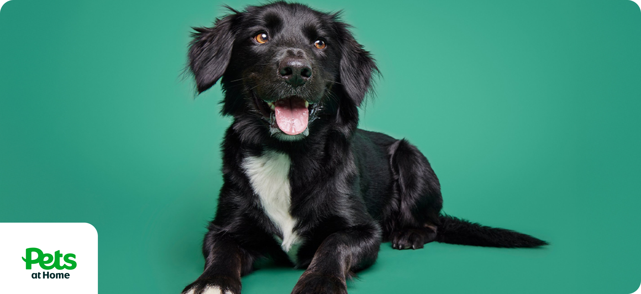 Pets at Home Discount Code | Blue Light Card