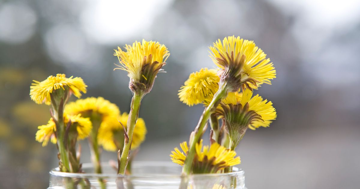 Illustrasjonsbilder vår
