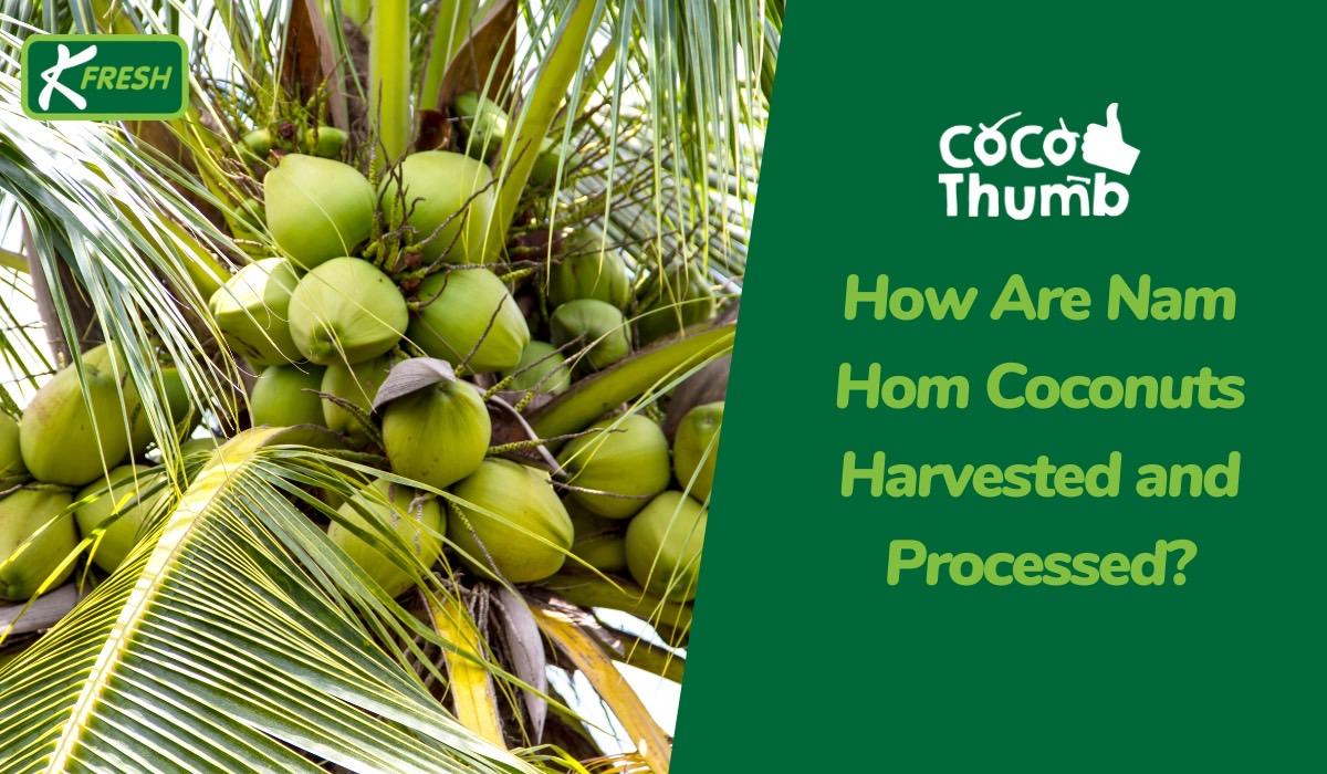 Satisfy Your Coconut Cravings with Nam Hom Coconuts from a Trusted ...