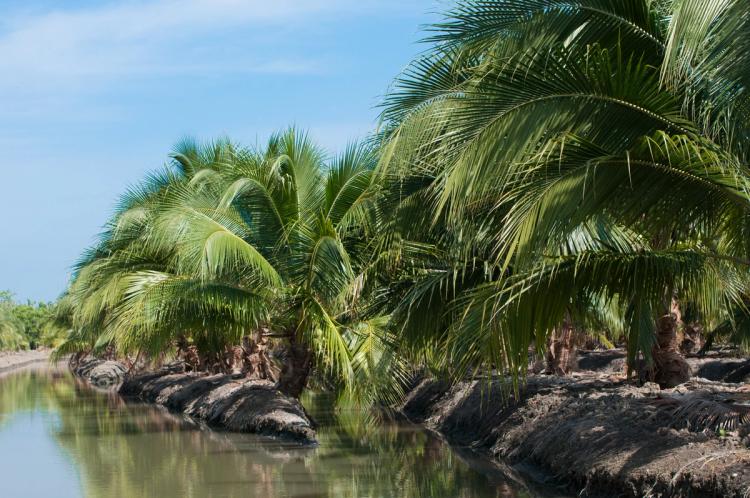 Leading Thailand's Coconut Water Exporter | K-Fresh