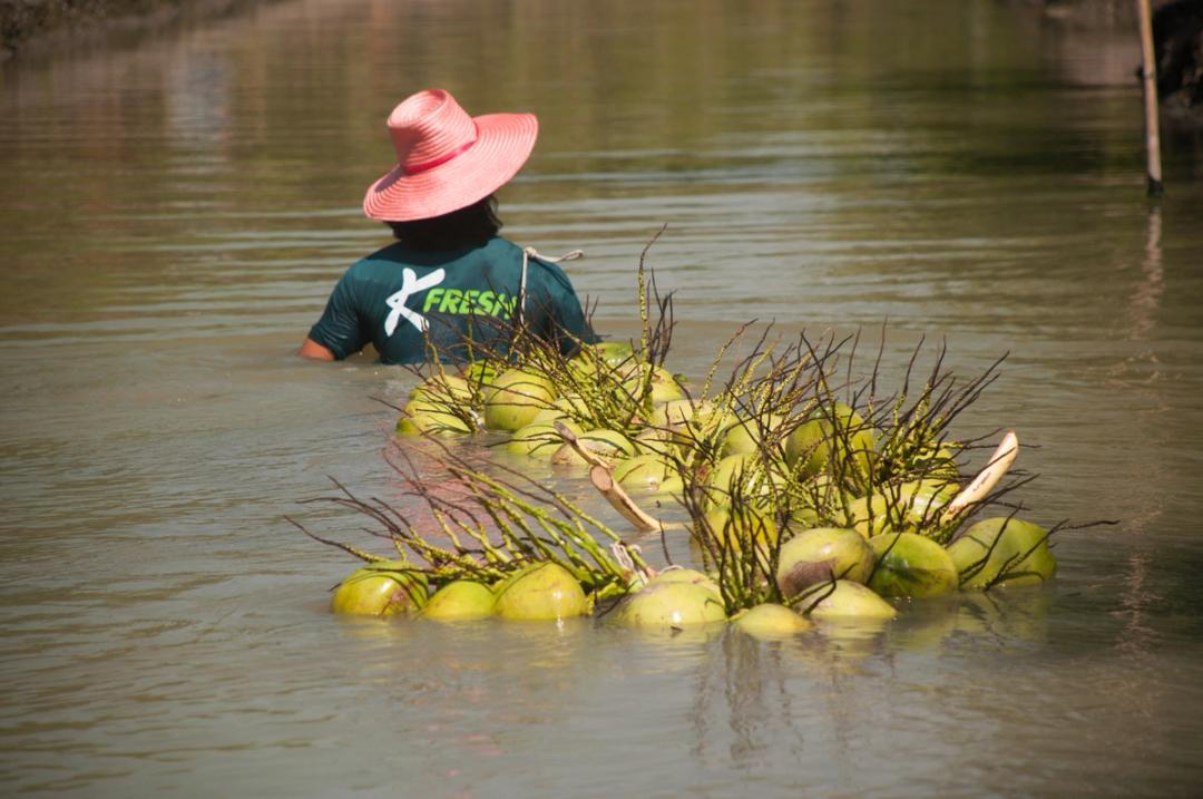 Leading Thailand's Coconut Water Exporter | K-Fresh