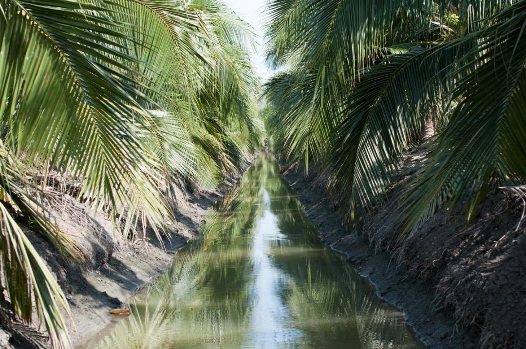 Leading Thailand's Coconut Water Exporter | K-Fresh