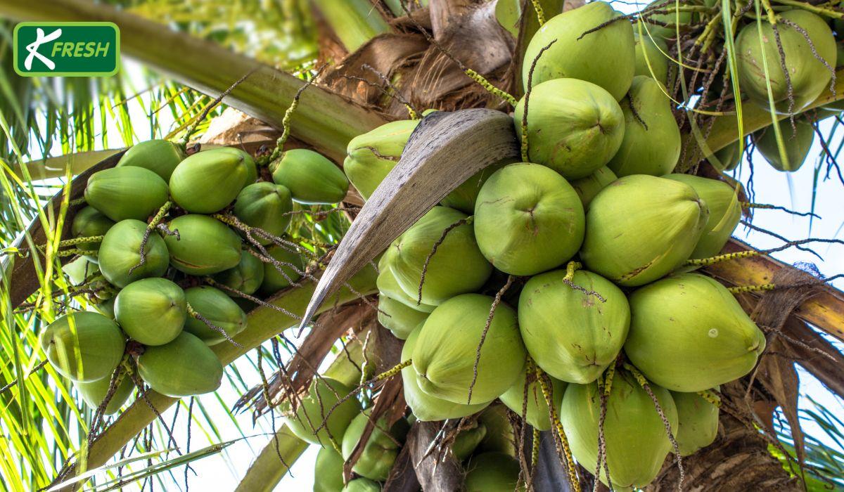 Thai Young Coconuts vs Others. What Makes Them Unique?