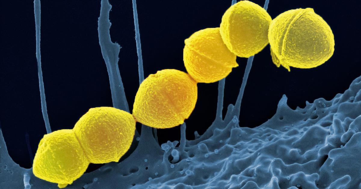 The Skin Microbiome and Common Chronic Skin Conditions | CMSD