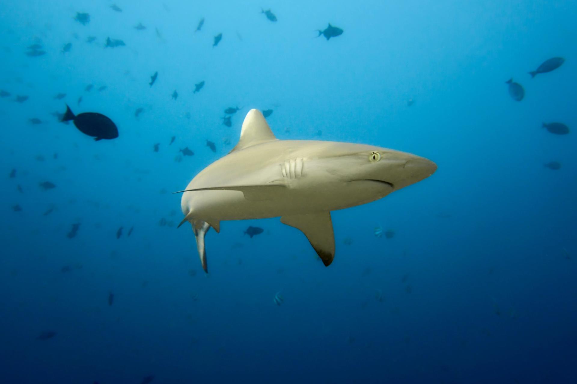 Maldives Wildlife | Maldives Guide