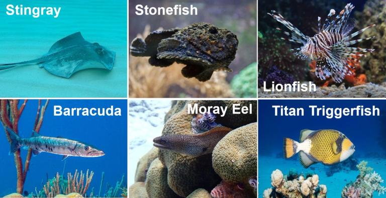 Maldives Wildlife | Maldives Guide