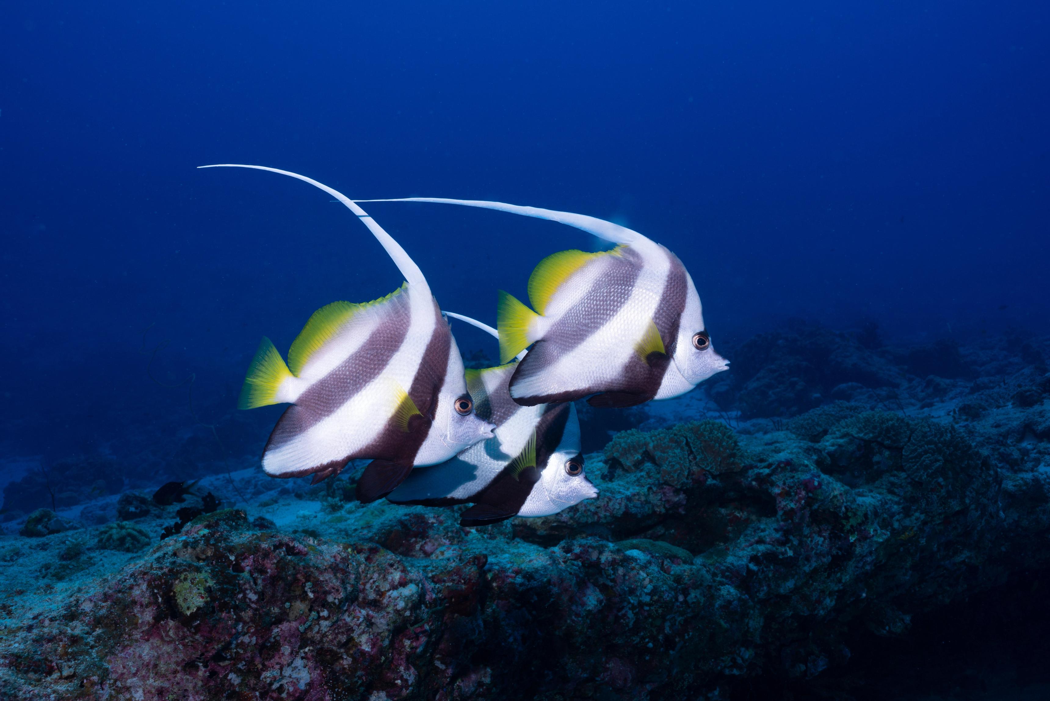 Fish of the Maldives | Maldives Guide