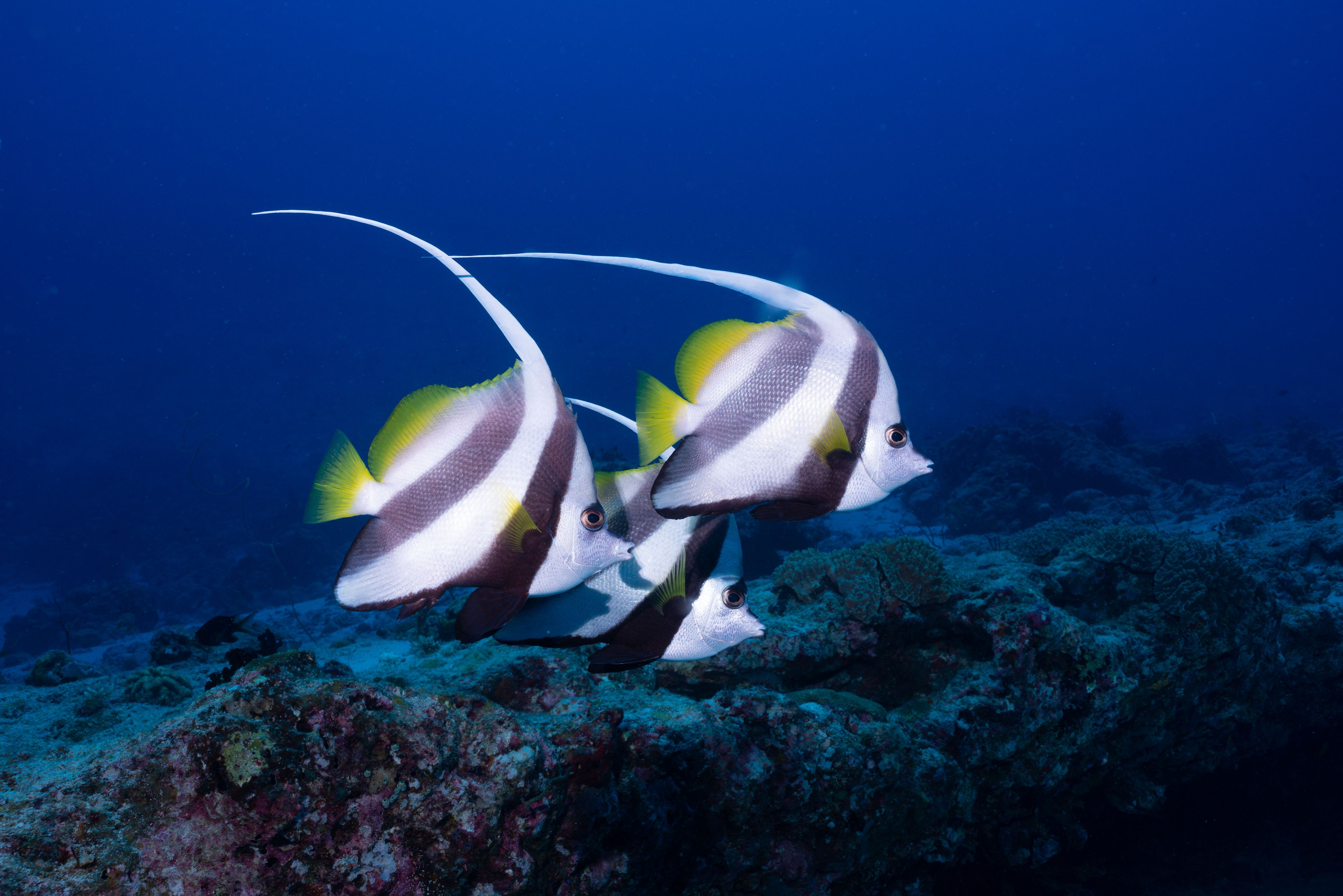 Fish of the Maldives | Maldives Guide