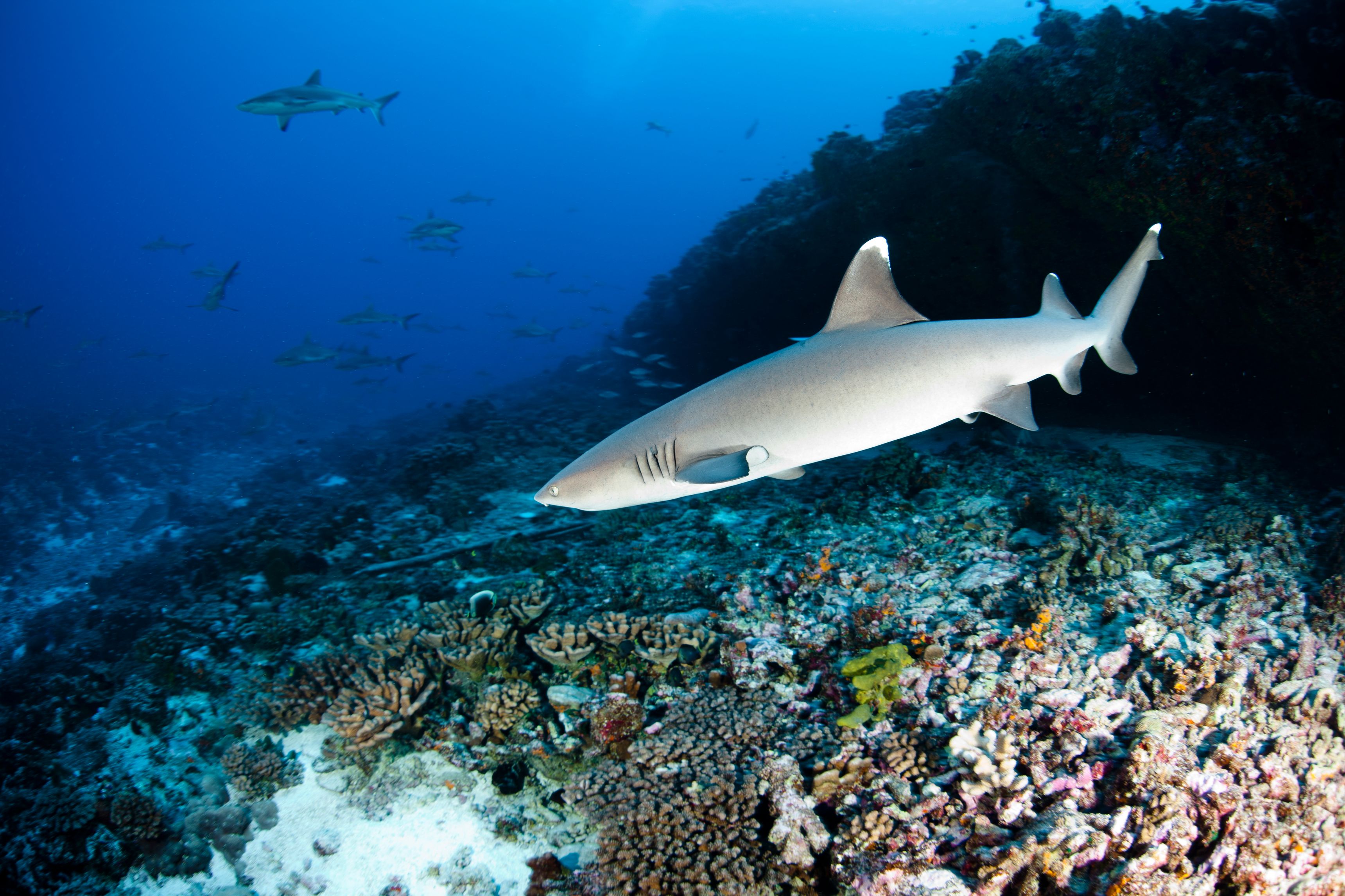 Maldives Wildlife | Maldives Guide