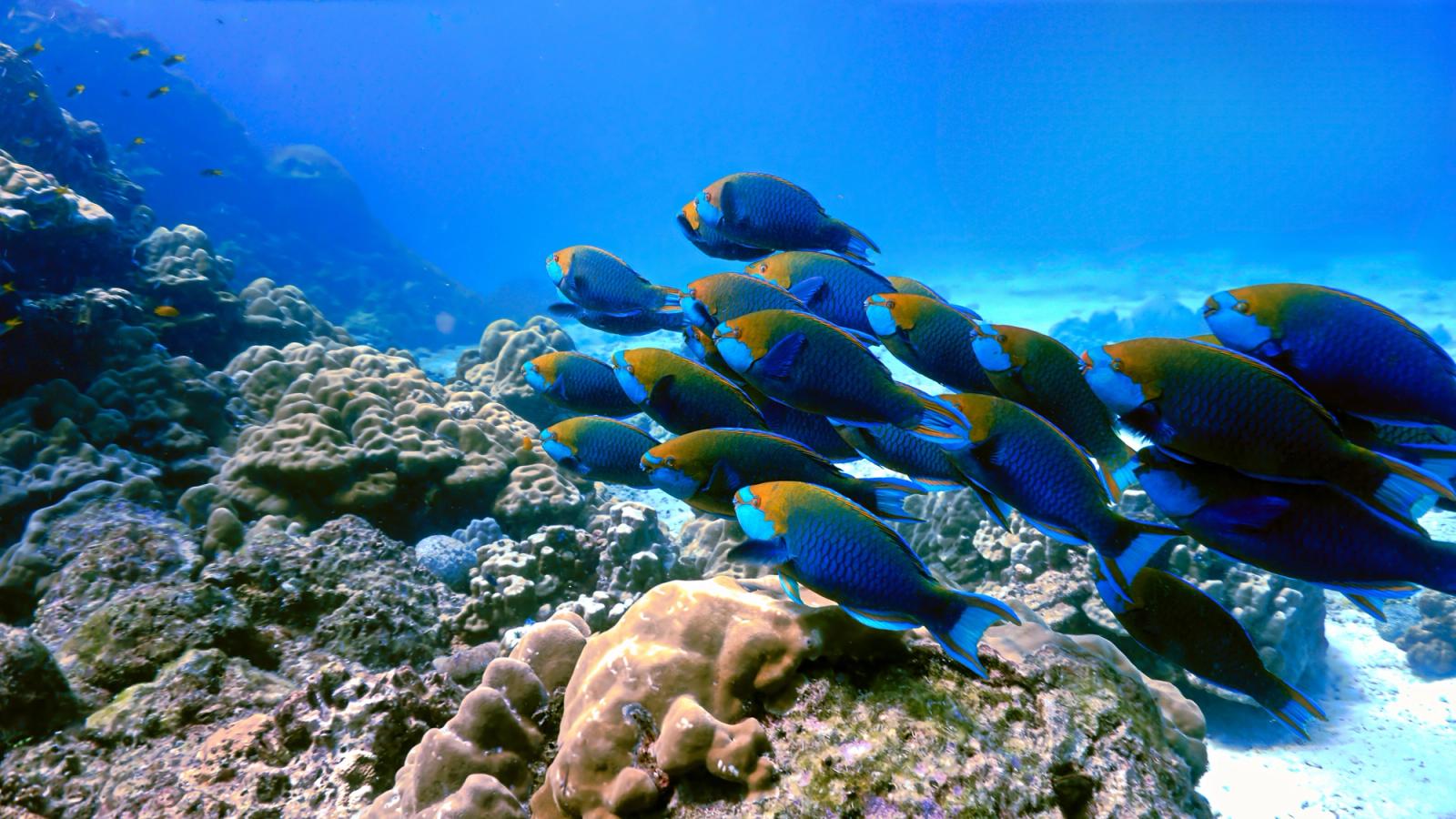 Parrotfish of the Maldives | Maldives Guide