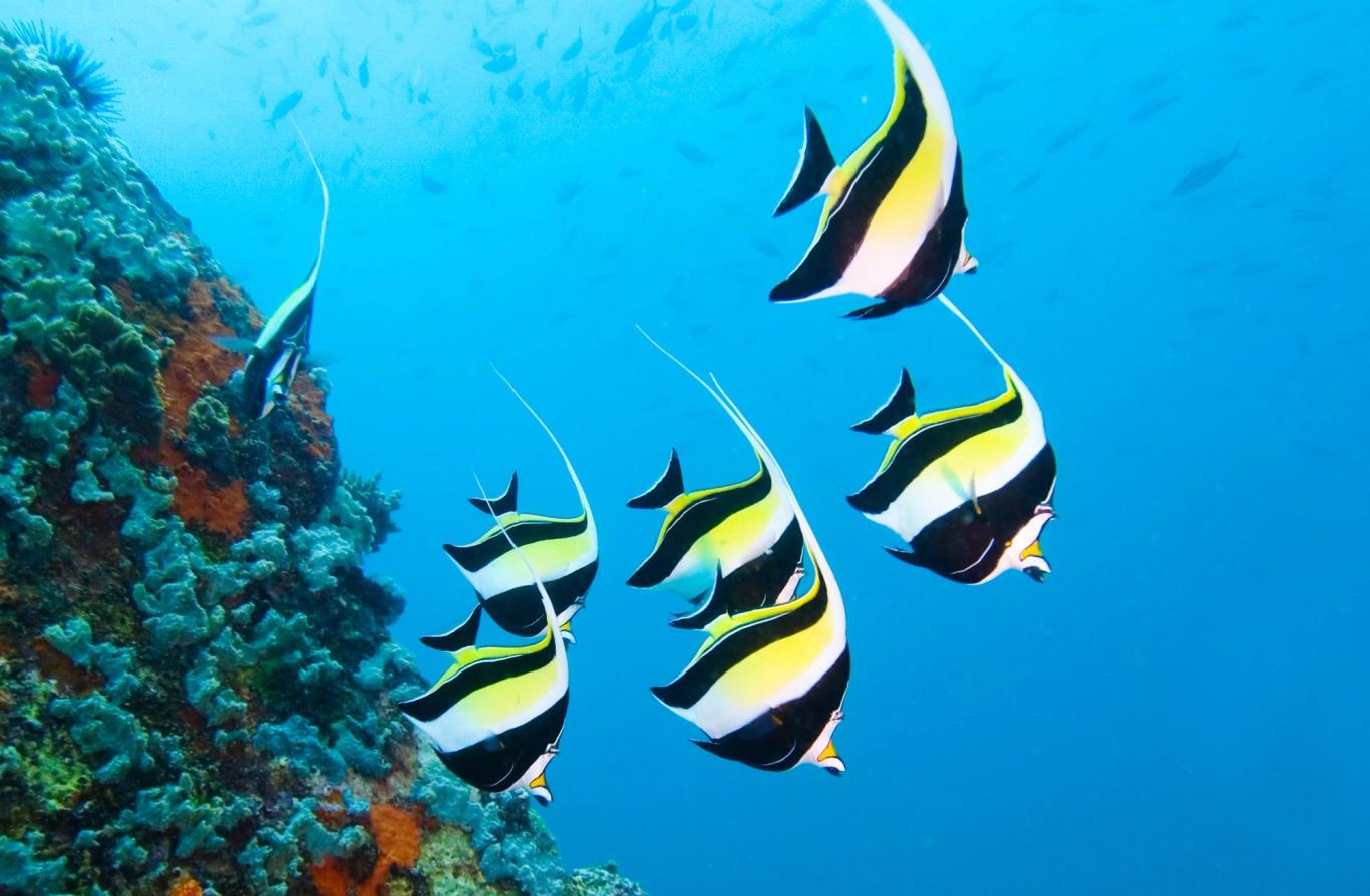 Fish of the Maldives | Maldives Guide