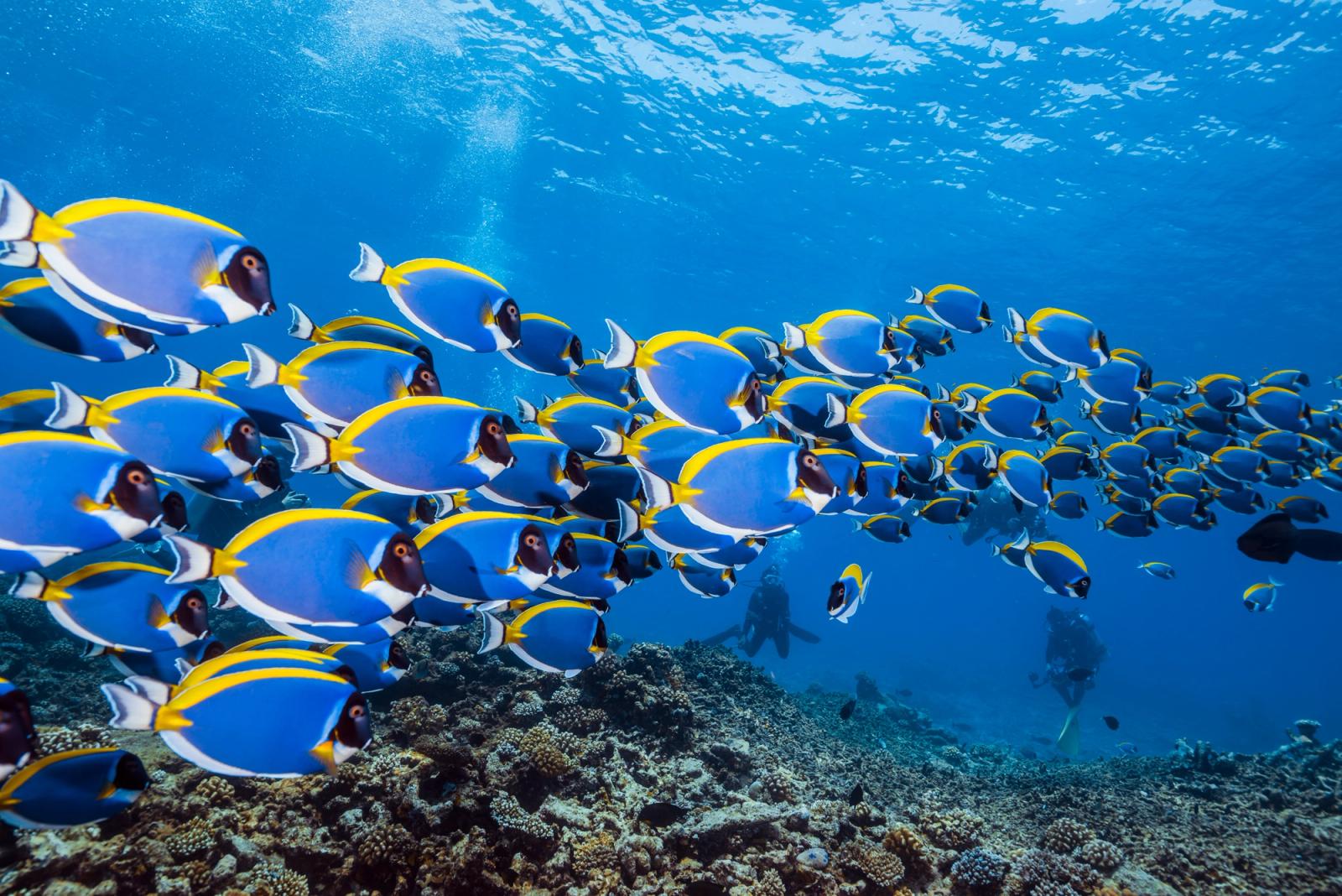 Fish of the Maldives | Maldives Guide