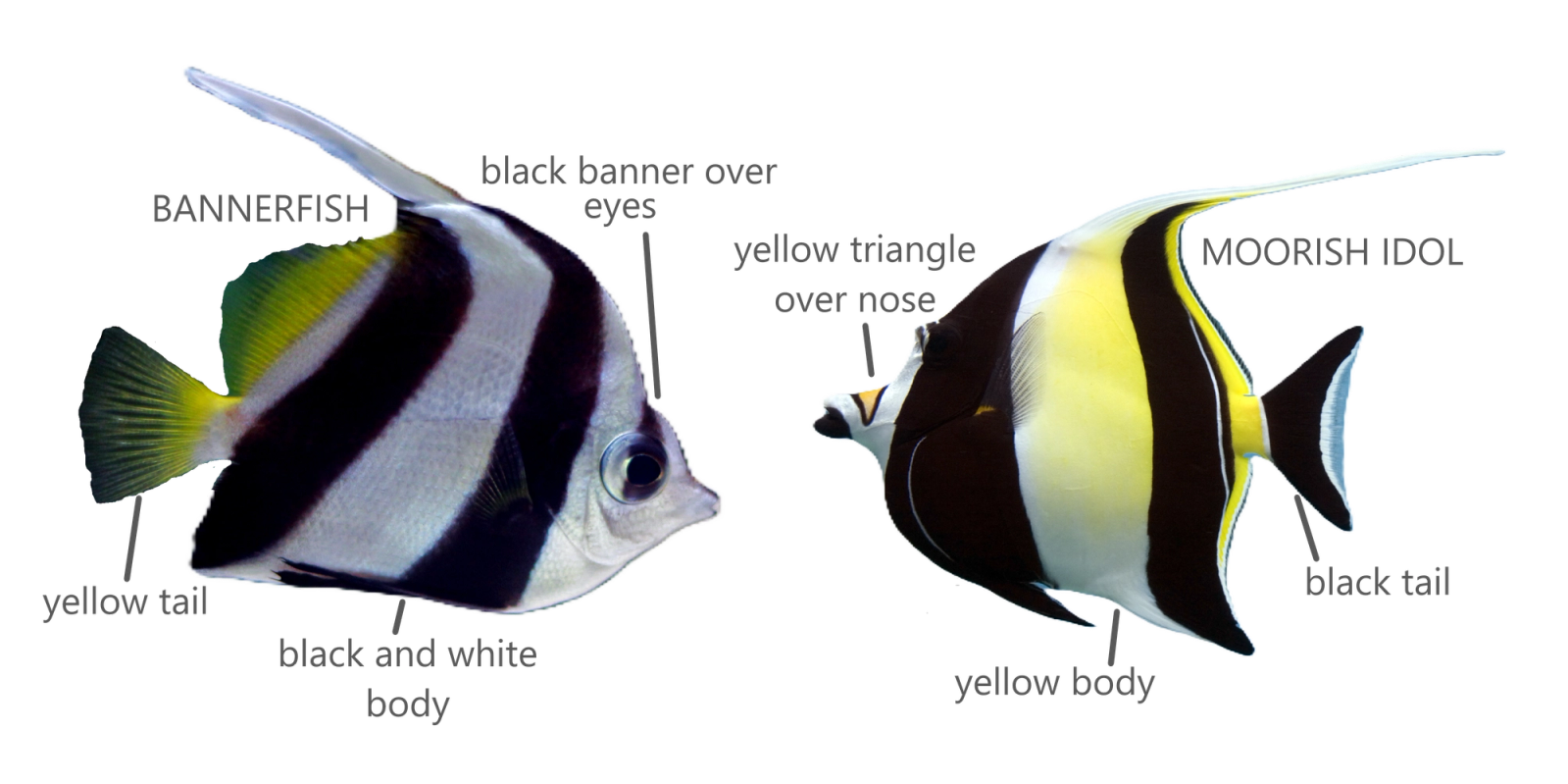 Bannerfish or Moorish Idol? | Maldives Guide