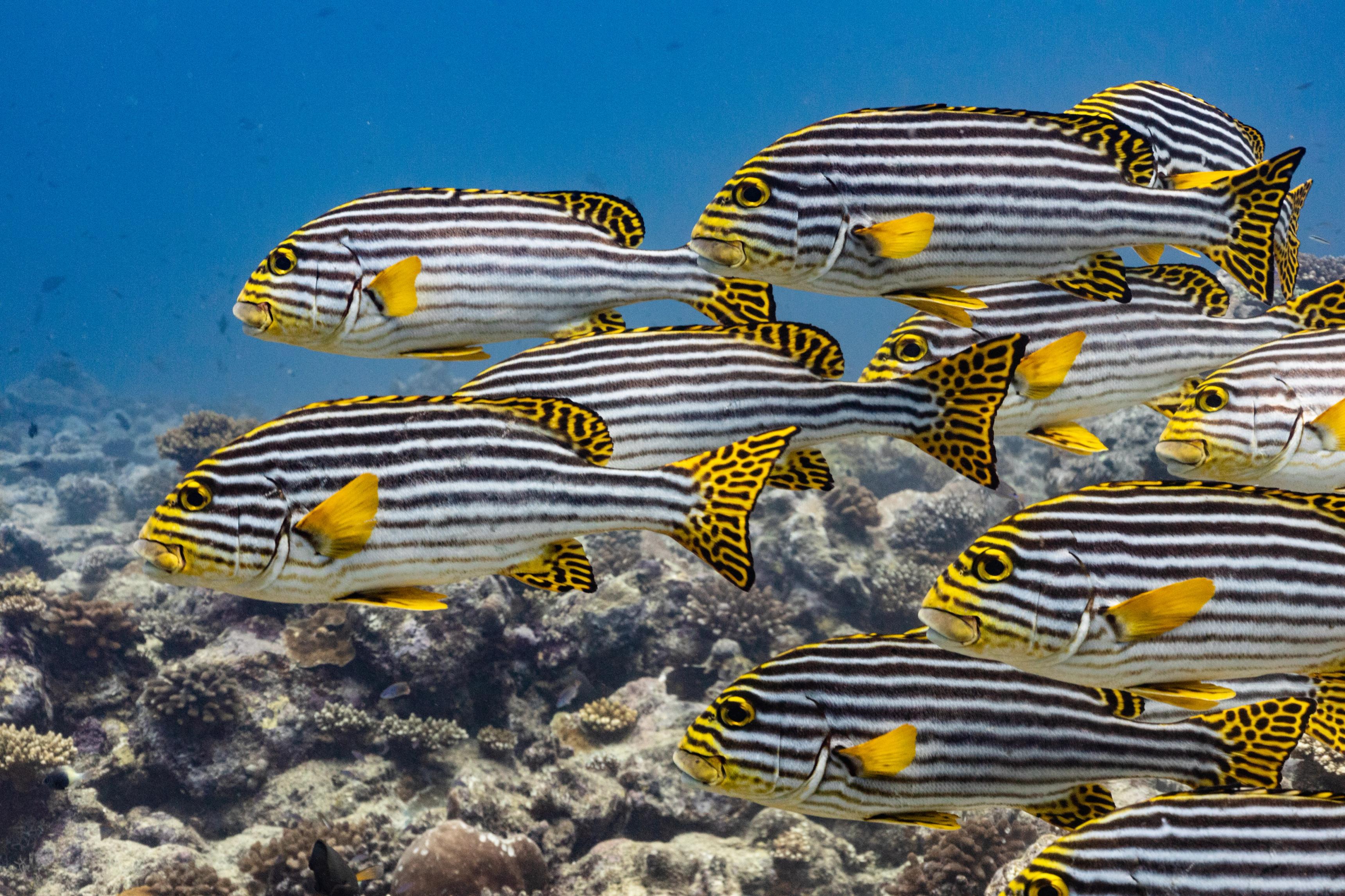 Fish of the Maldives | Maldives Guide