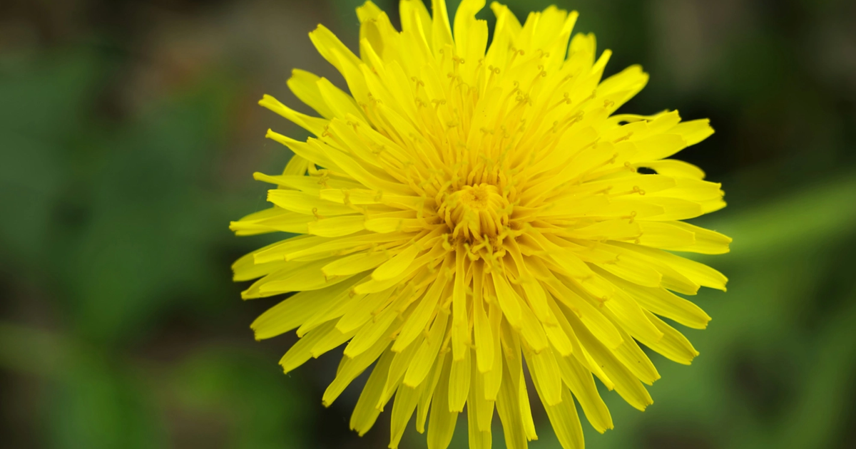 Index • Plant Club: Dandelions