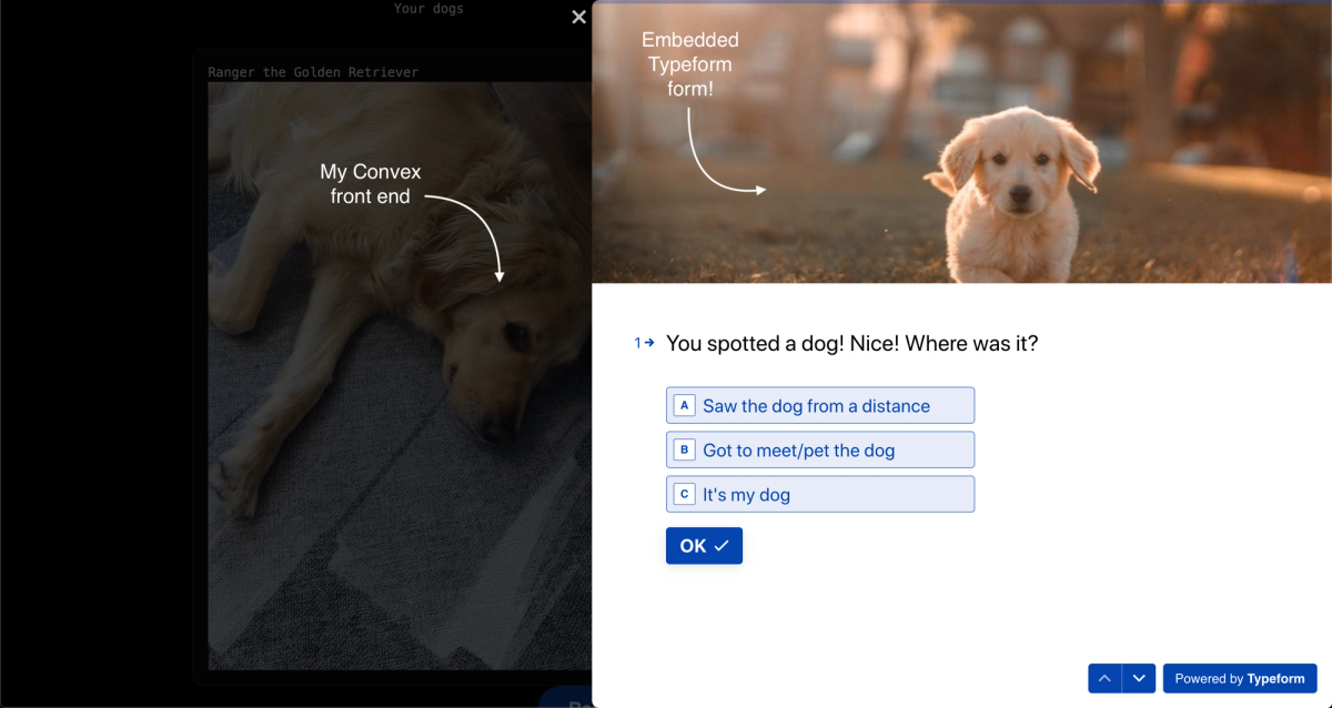 Using Typeform with Convex Example