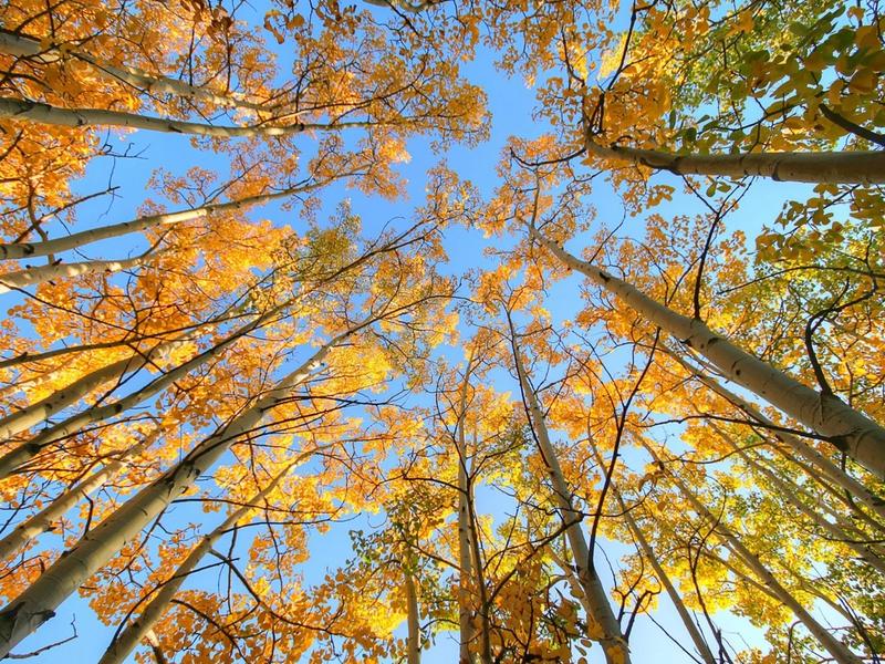 GREAT WAYS TO ENJOY FALL FOLIAGE IN CHARLOTTESVILLE | Charlottesville ...