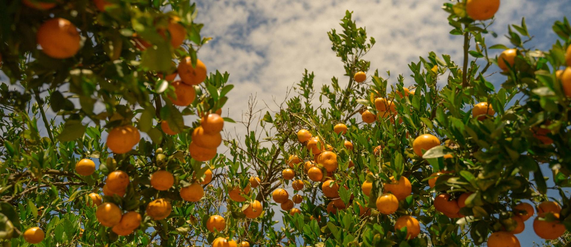 About Us | Perricone Farms