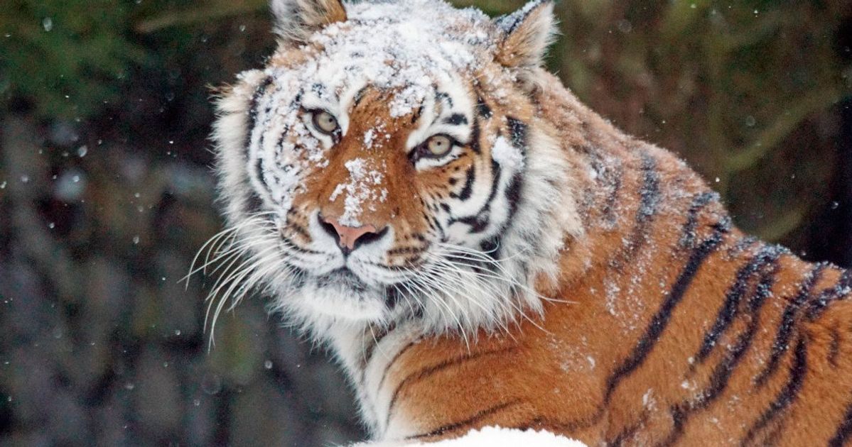 Store dyr tåler ekstremvær best | Klassekampen