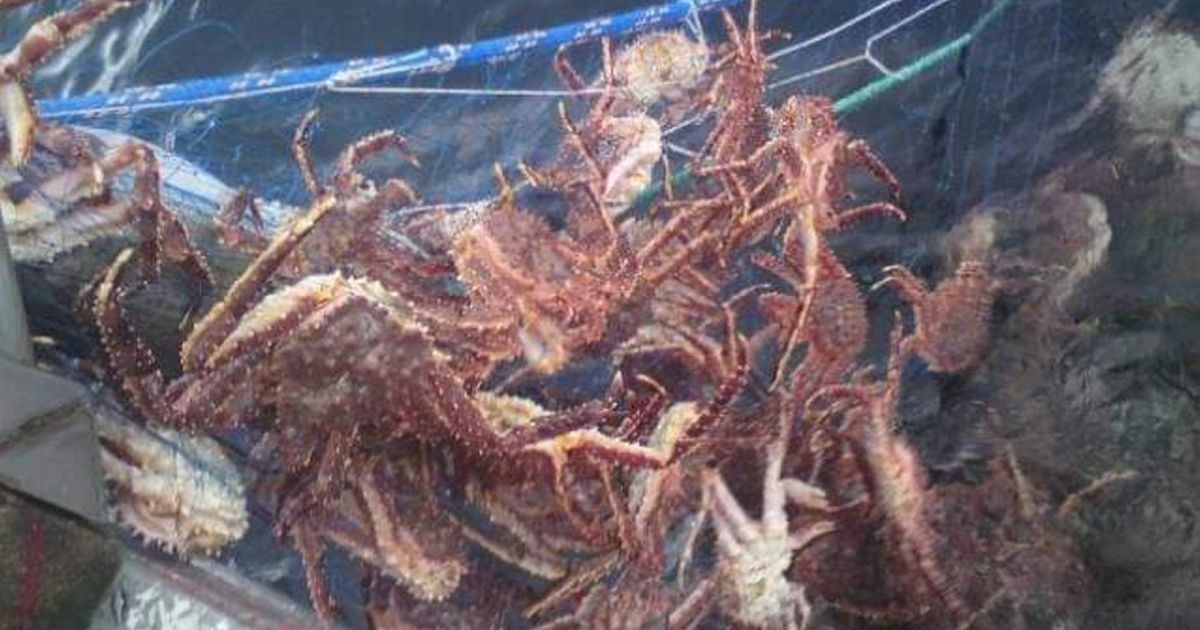 Krangler om krabbe | Klassekampen