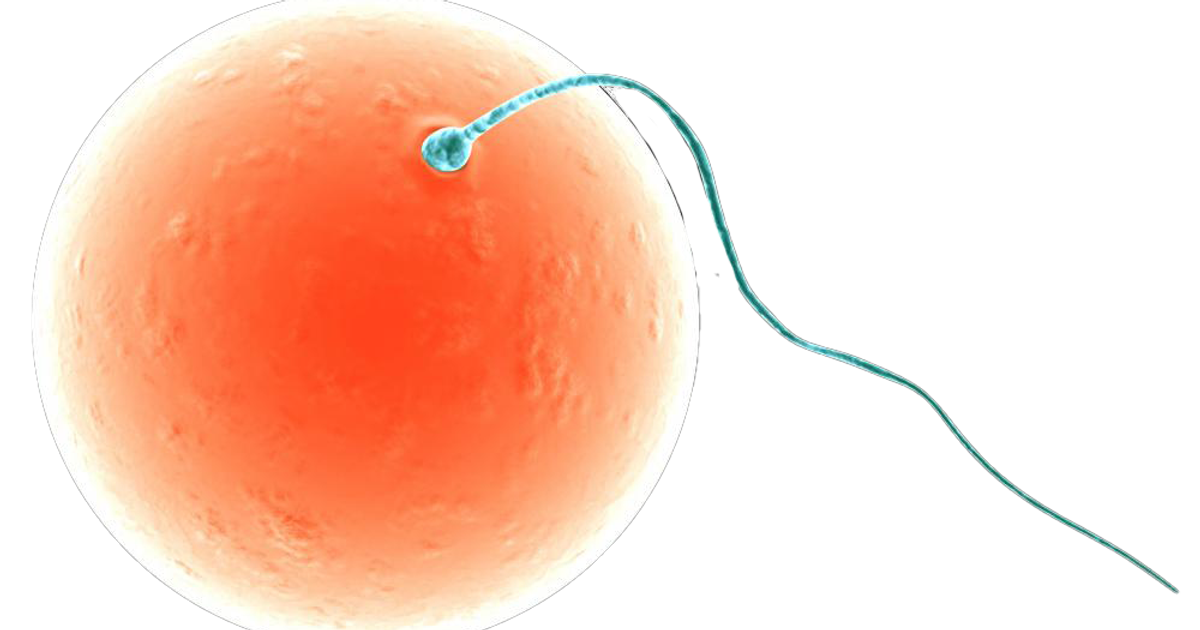 Egg fra hudceller | Klassekampen