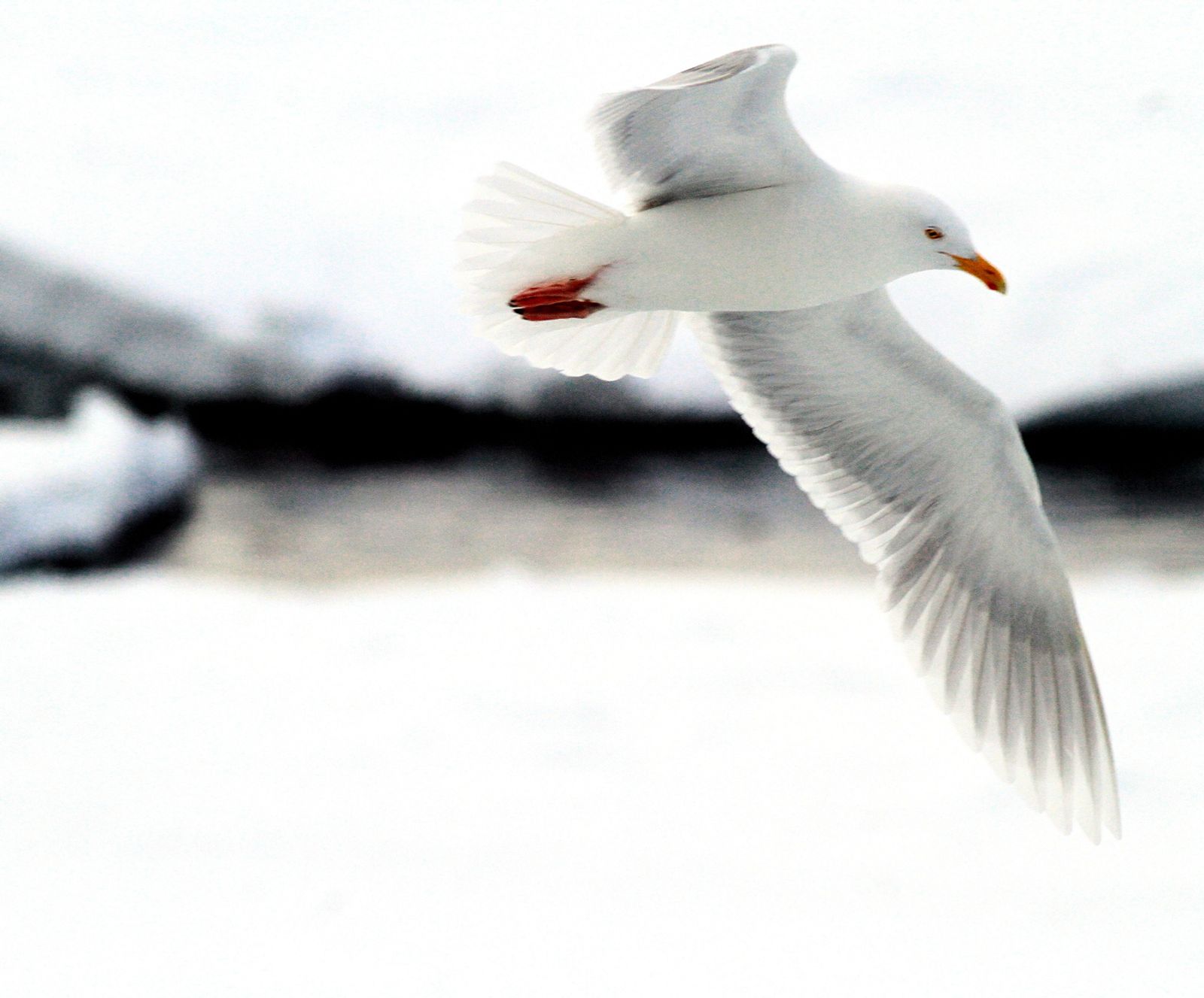 Fuglenes flukt | Klassekampen