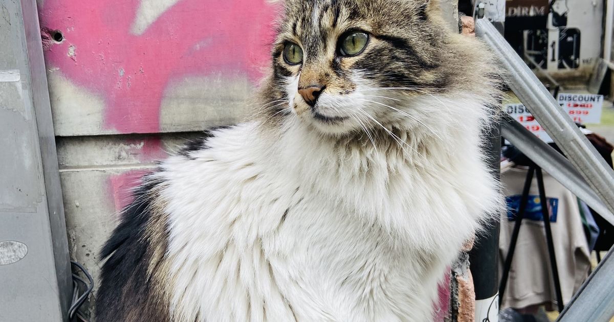 Sovende katter og opprørspoliti | Klassekampen