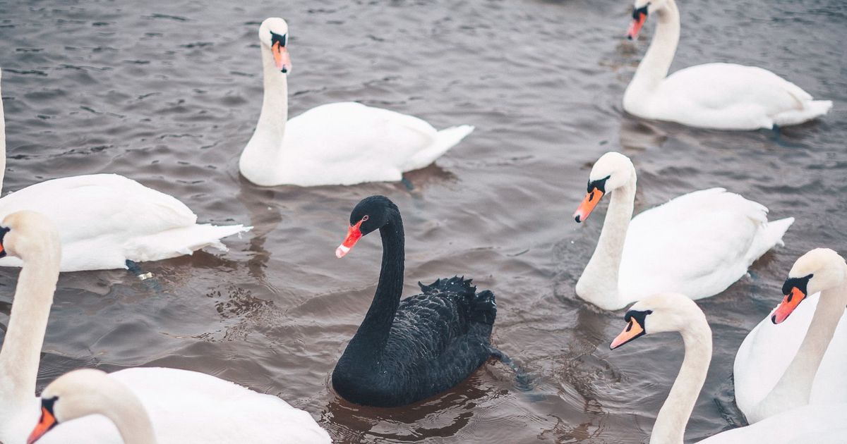 Sorte svaner-quiz | Klassekampen