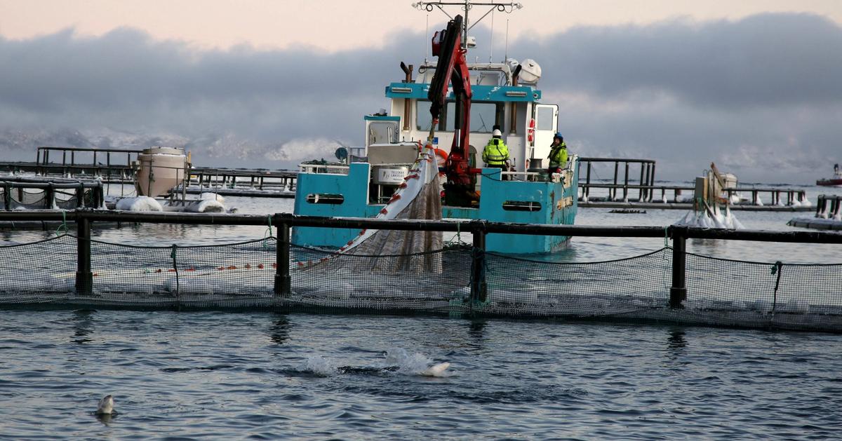 Skal melke laksenæringen | Klassekampen